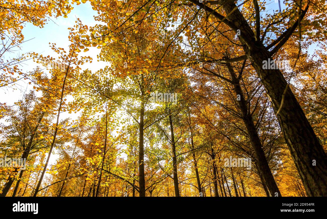 Ginkgo forest hi-res stock photography and images - Alamy