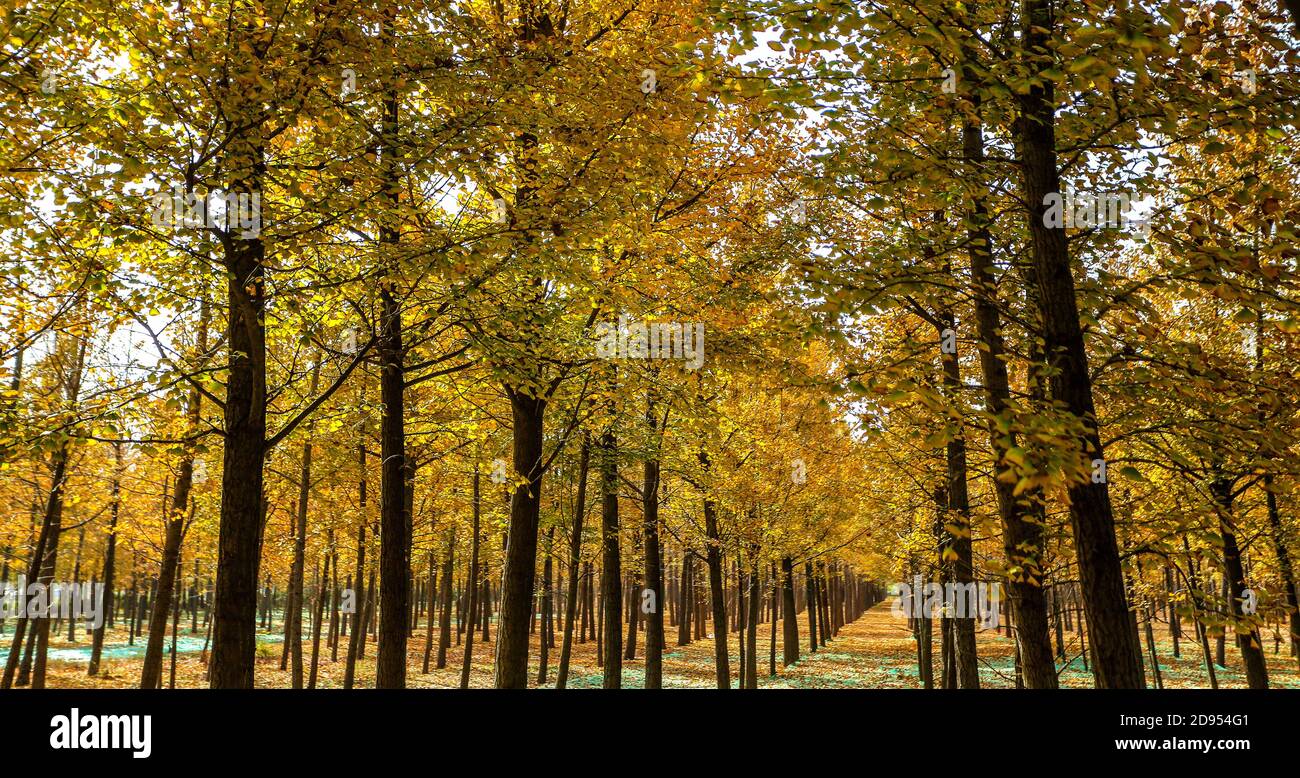 Ginkgo forest hi-res stock photography and images - Alamy