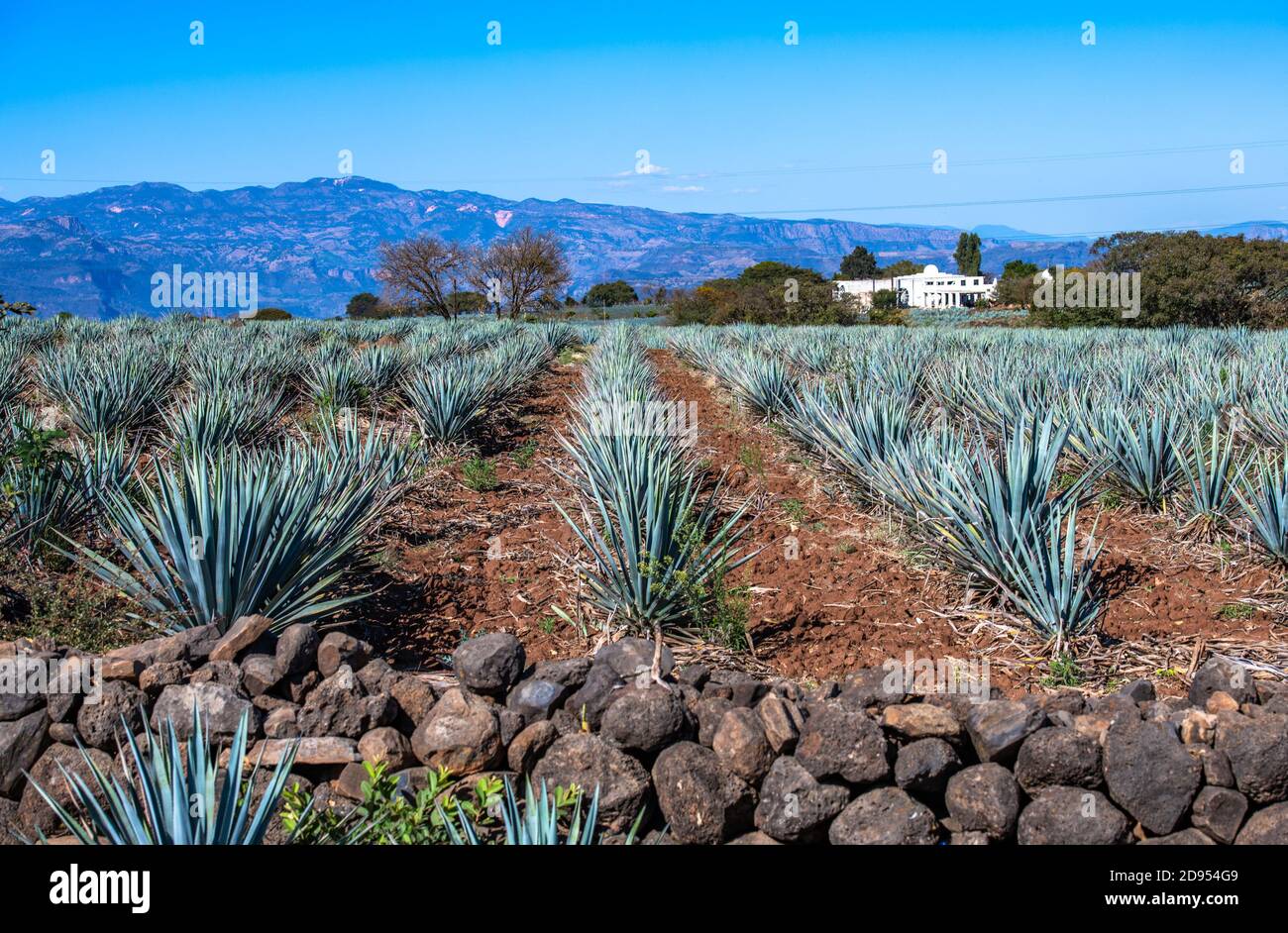 Blue Agave field in Tequila, Jalisco, Mexico Stock Photo - Alamy