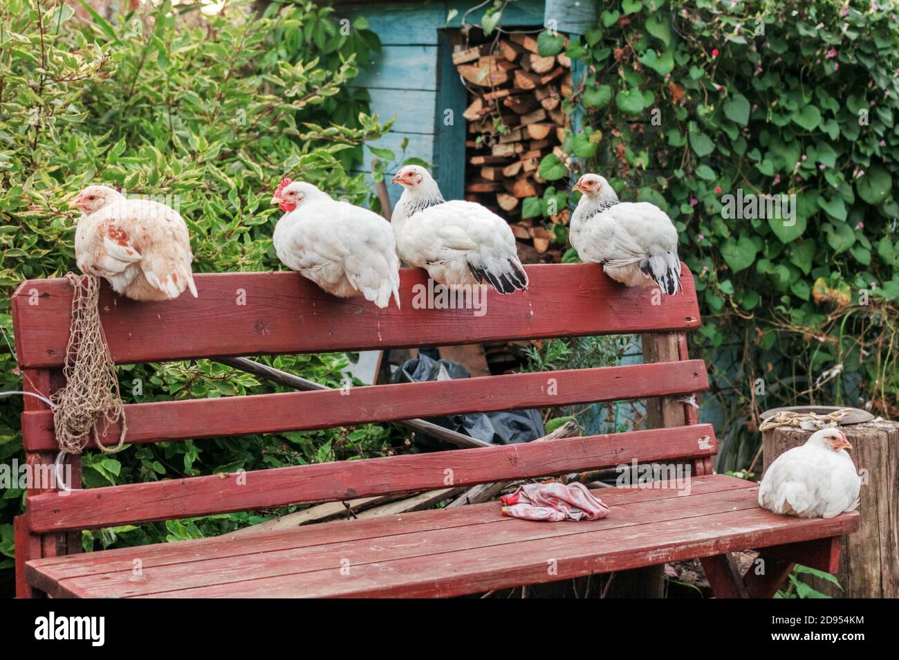 Roosting chickens hi-res stock photography and images - Alamy