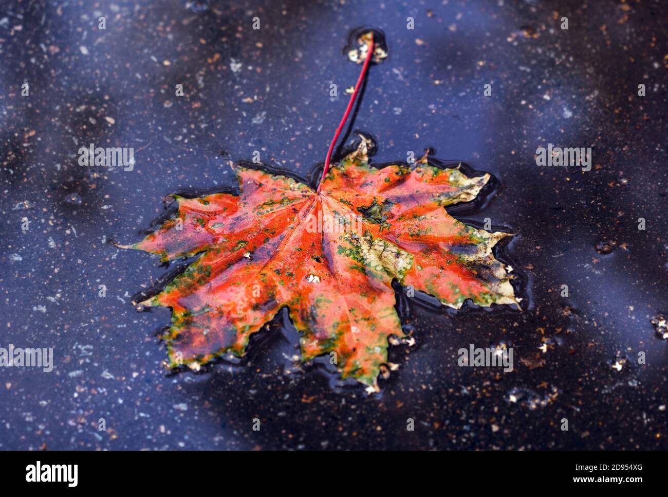 Maple leaf in dark puddle at cloudy fall day Stock Photo - Alamy