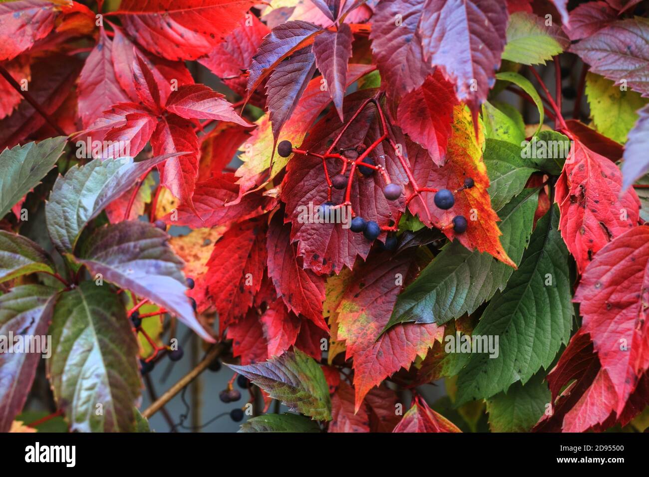 Multicolour autumn leaves at great fall day Stock Photo - Alamy