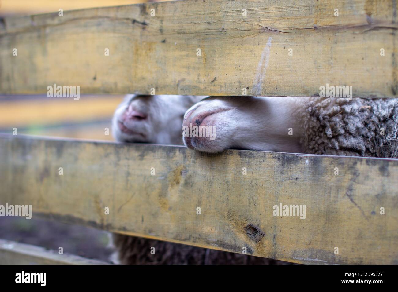 Domestic goat looking over fence hi-res stock photography and images ...