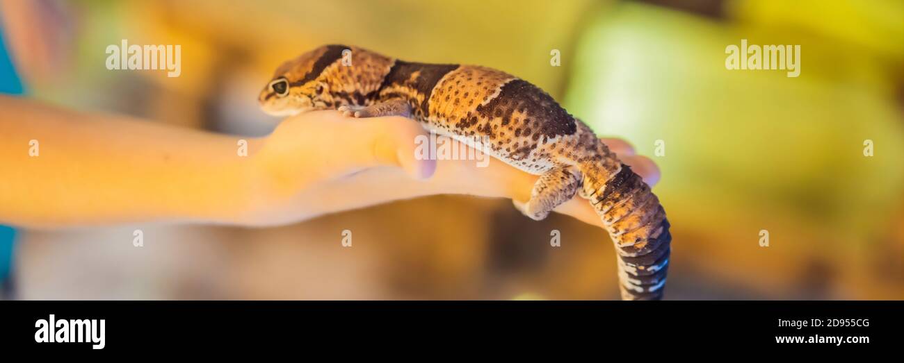 Gecko in the hands of a boy BANNER, LONG FORMAT Stock Photo - Alamy