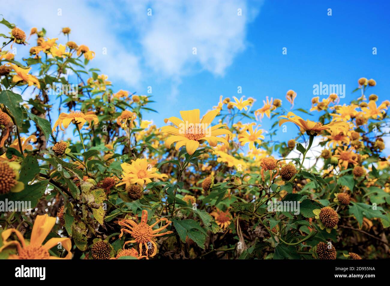 Bua tong flower with beautiful at the sky Stock Photo - Alamy
