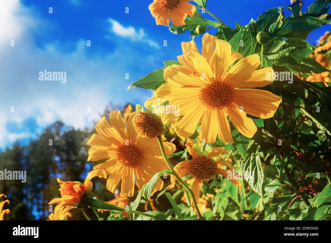 Bua tong flower with beautiful at the sunlight Stock Photo - Alamy