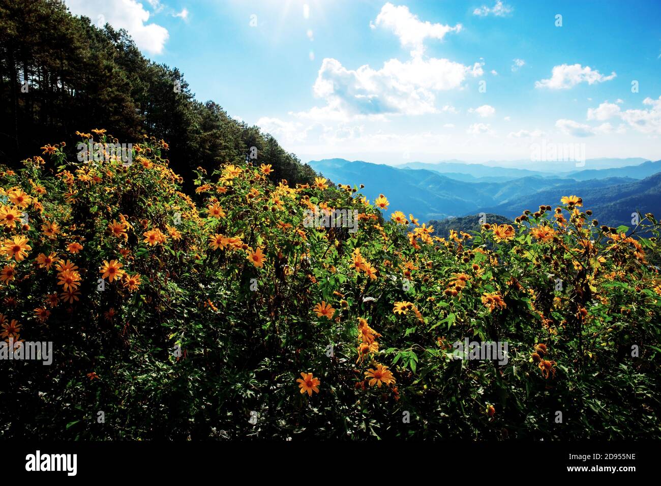 Bua tong flower on mountain with beautiful at the sky Stock Photo - Alamy
