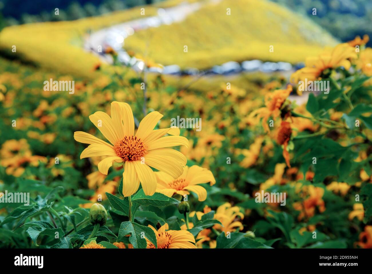Bua tong flower on mountain with beautiful Stock Photo - Alamy