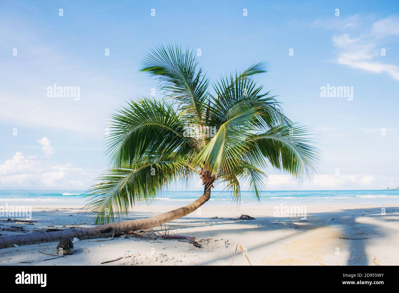Coconut tree on beach with the blue sky Stock Photo - Alamy