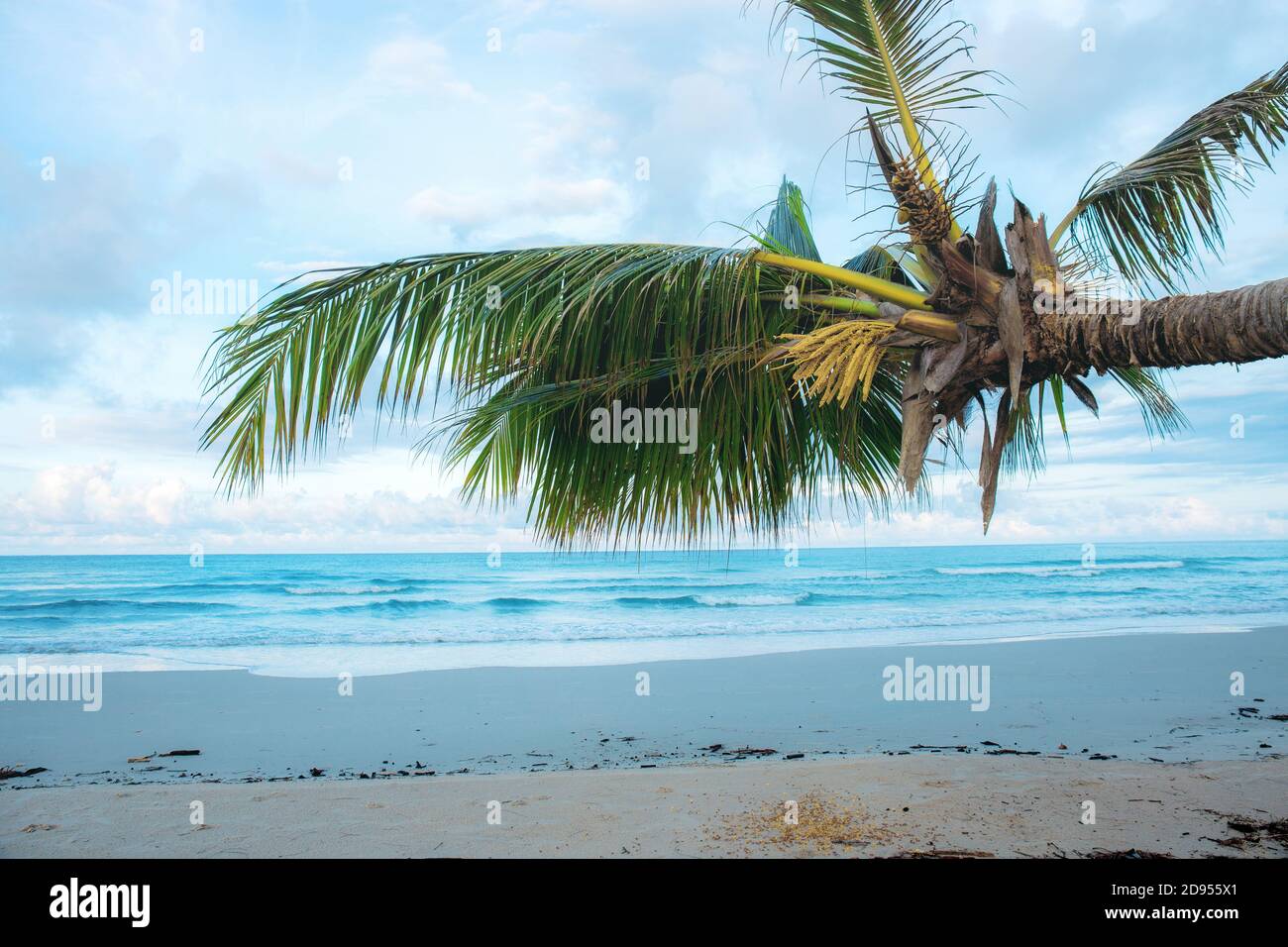 Coconut tree on beach at the sky Stock Photo - Alamy