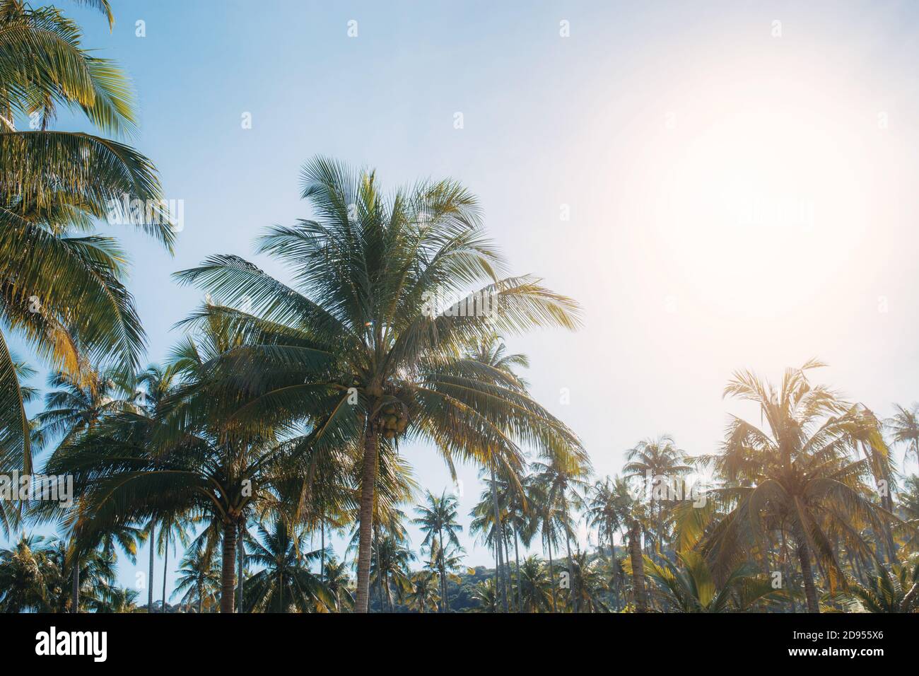 Coconut tree at the sky with sunlight Stock Photo - Alamy
