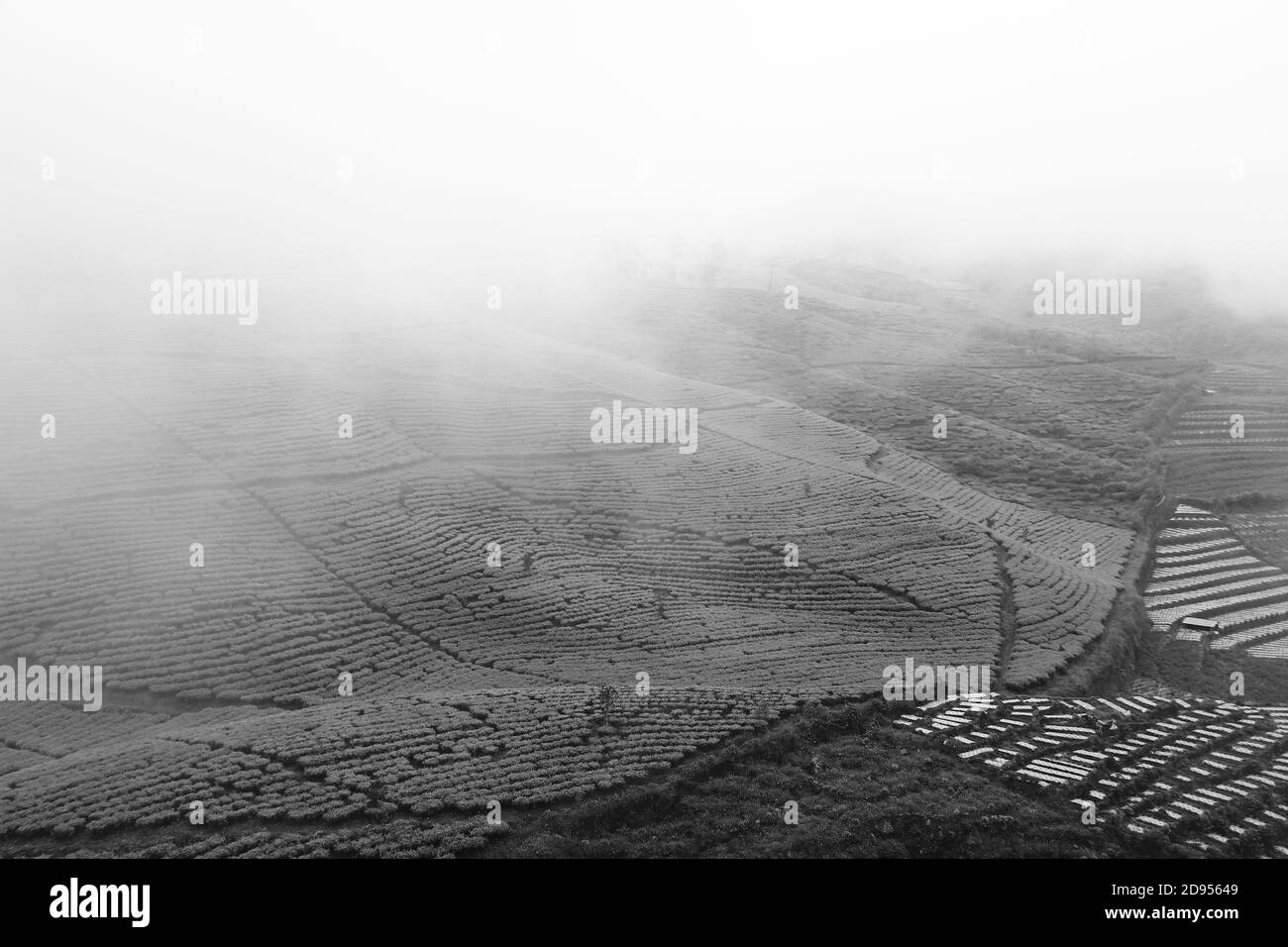 Tea leaf in fresh Black and White Stock Photos & Images - Alamy