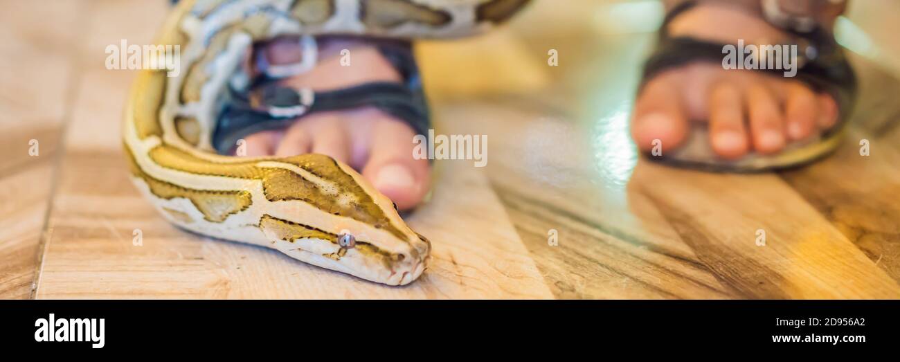 Smiling boy holding python in his hands BANNER, LONG FORMAT Stock Photo ...