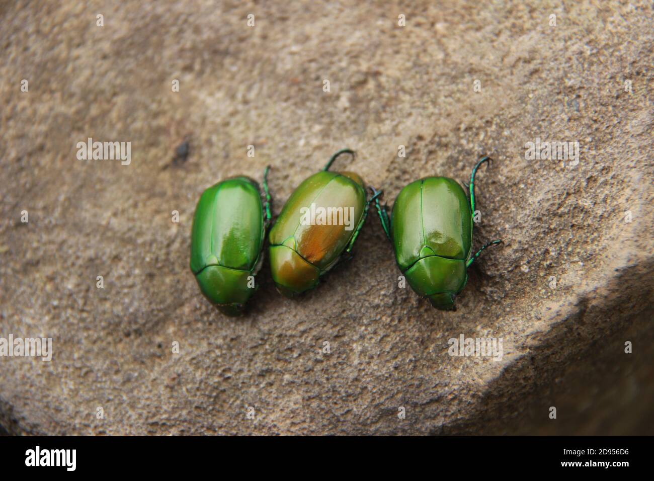 The shiny green beetle or Cotinis mutabilis is a nocturnal animal ...
