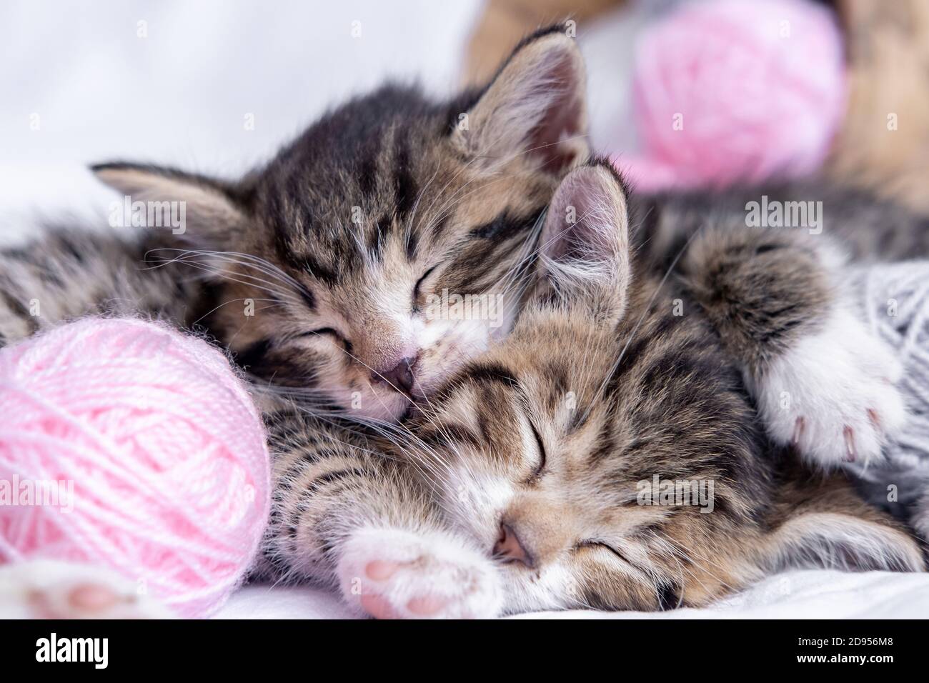 Two Sleeping Kittens
