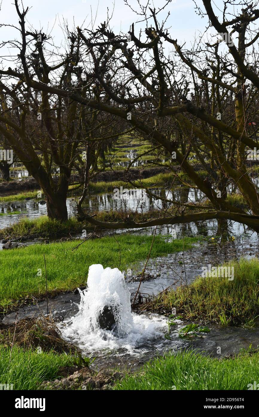 Water spring erupting out of the ground in a park Stock Photo - Alamy