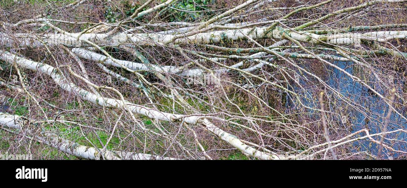 Hurricane blowing big trees hi-res stock photography and images - Alamy