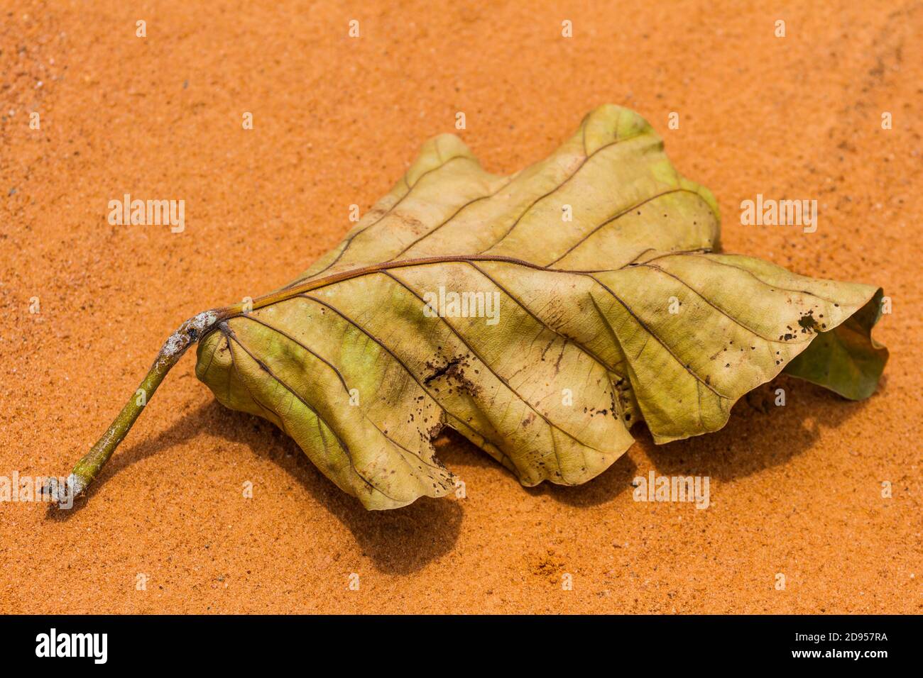 Dry leaves on the ground ,Background Stock Photo - Alamy