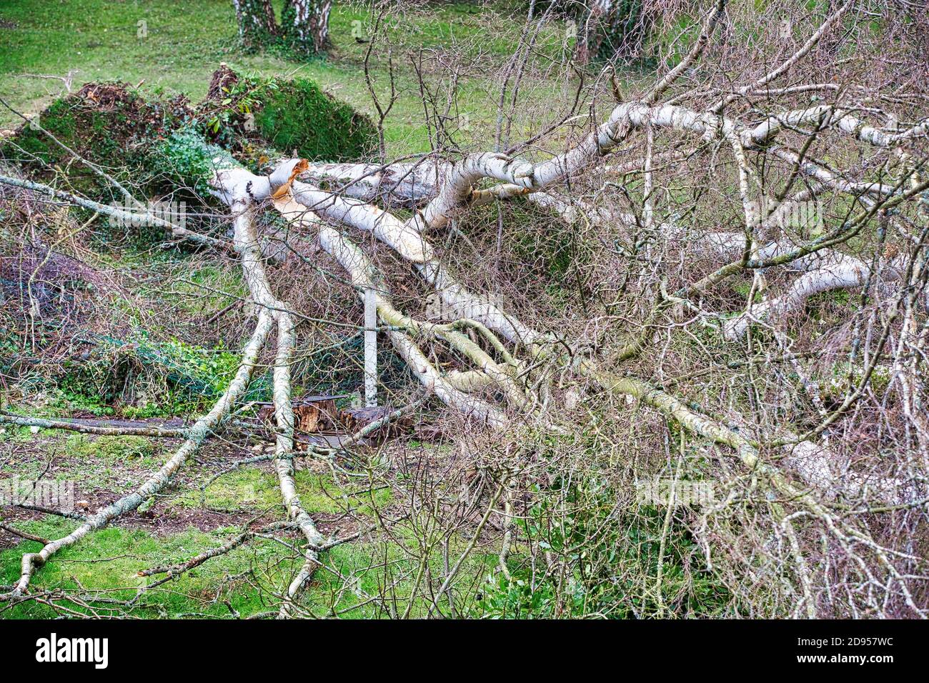 Hurricane blowing big trees hi-res stock photography and images - Alamy