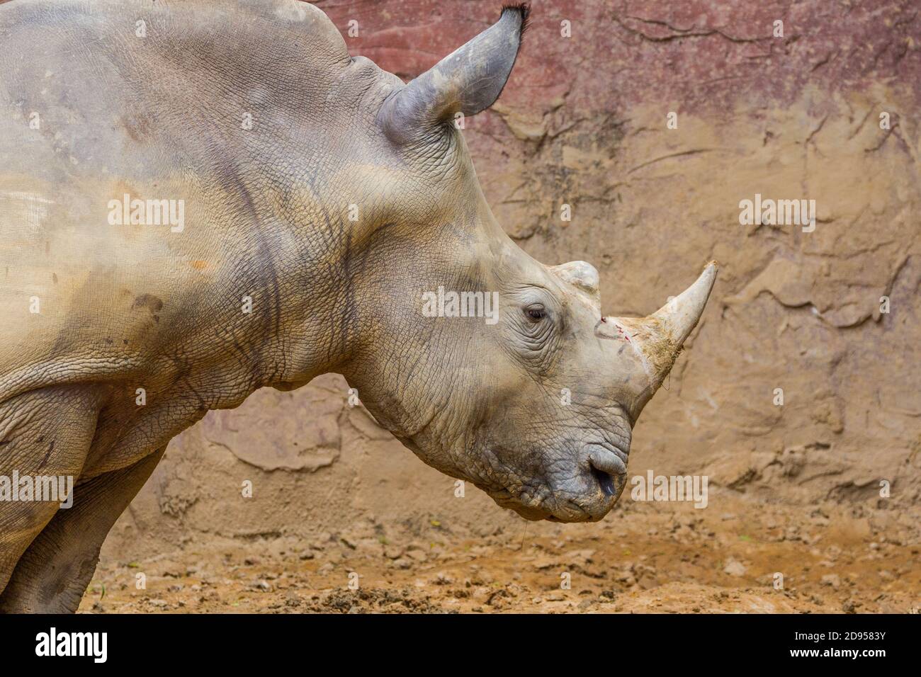 side view of the head of a large white rhino with blood Stock Photo - Alamy