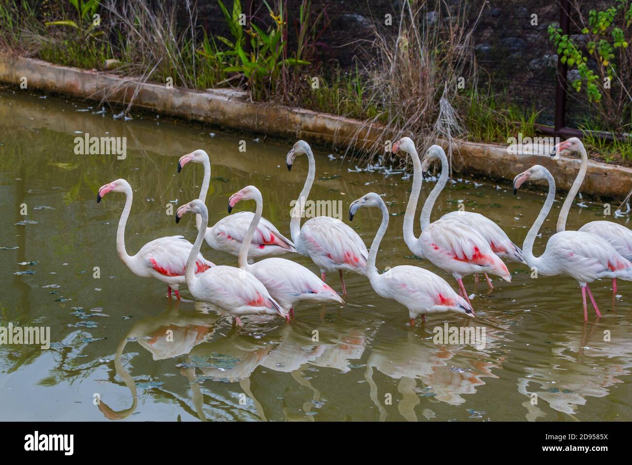 Group of pink caribbean flamingo Stock Photo - Alamy