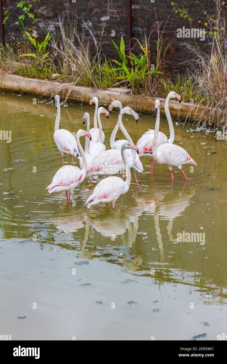 Group of pink caribbean flamingo Stock Photo - Alamy