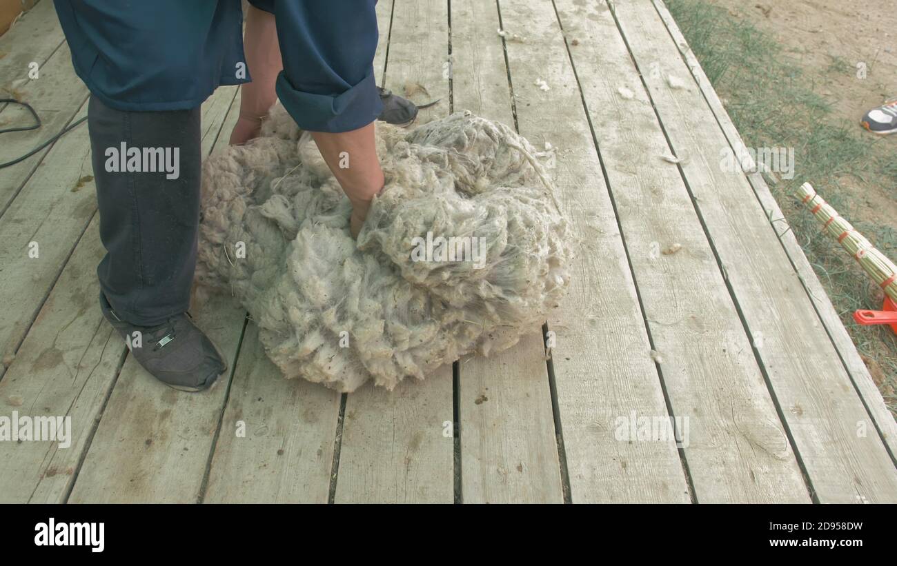 Men shearer shearing sheep at agricultural show in competition ...