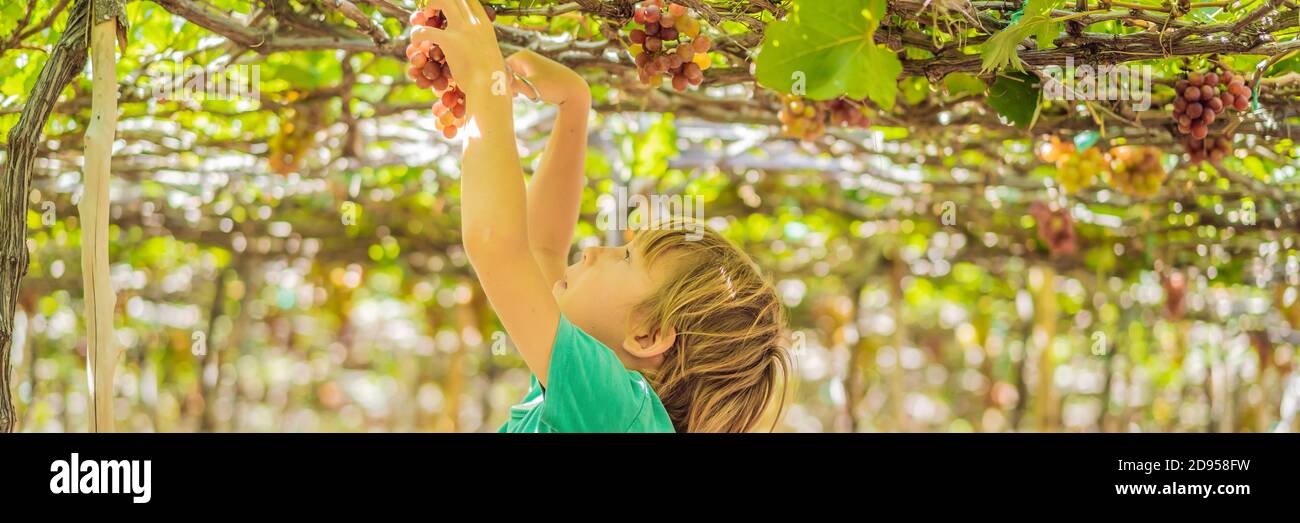 Child taking grapes from vine in autumn. Little boy in vineyard. Fight ...