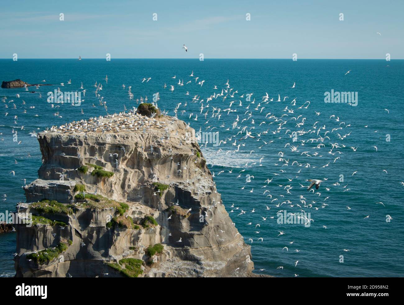Large flock of seagulls flying over Muriwai Gannet Colony, Waitakere ...