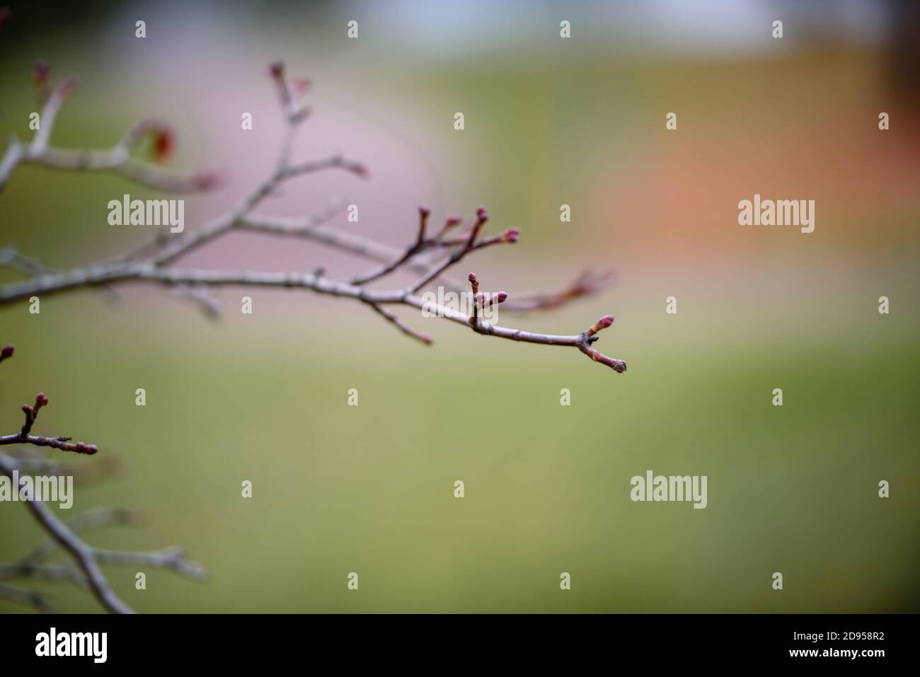 Tree branch with swollen buds-weather anomalies Stock Photo - Alamy