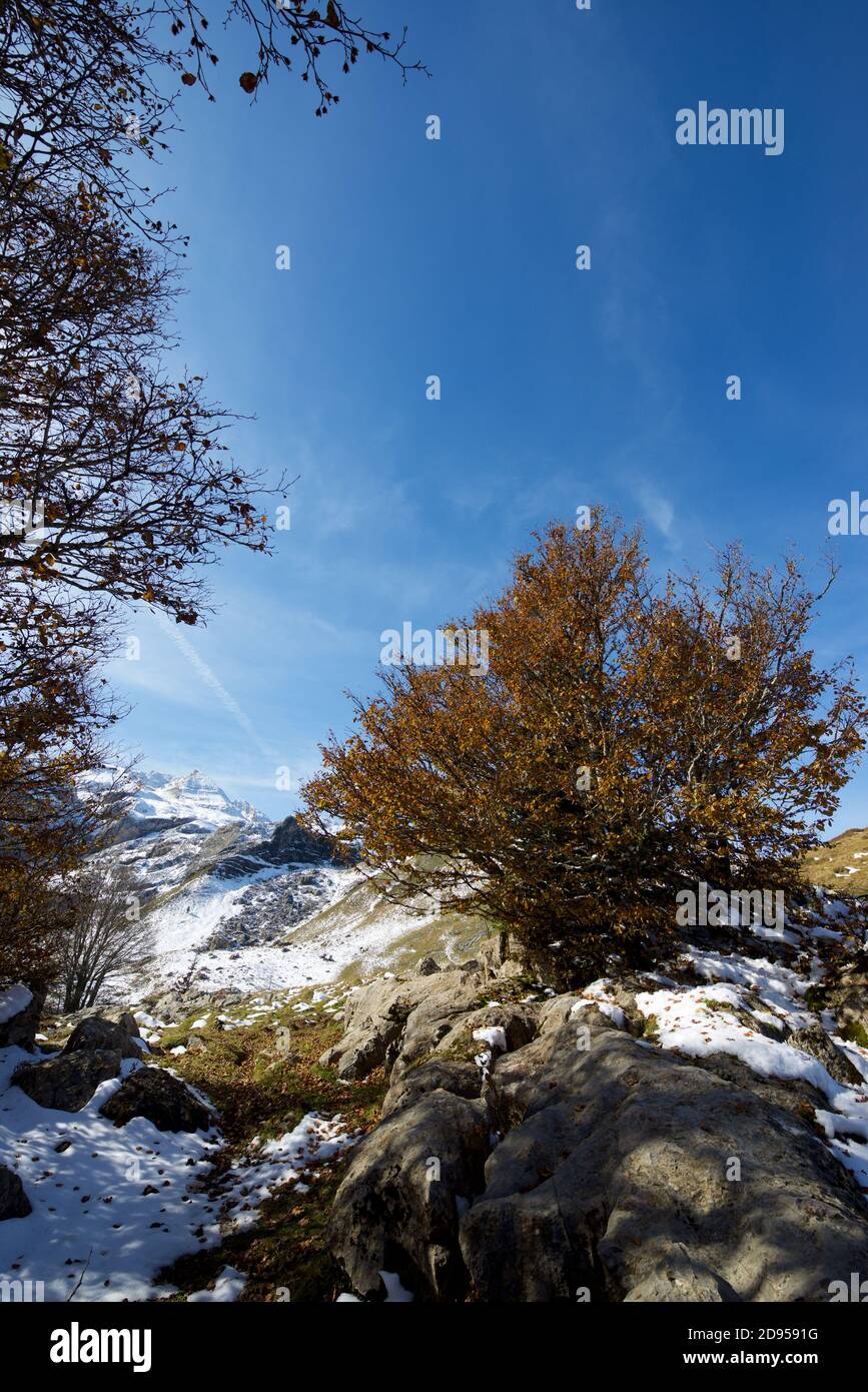 Autumnal tree in the Canfranc valley, Pyrenees, Huesca province, Aragon ...