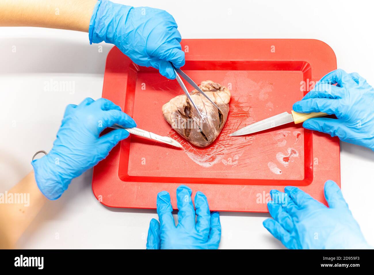 Medical students doing sheep heart dissection in the lab class Stock ...