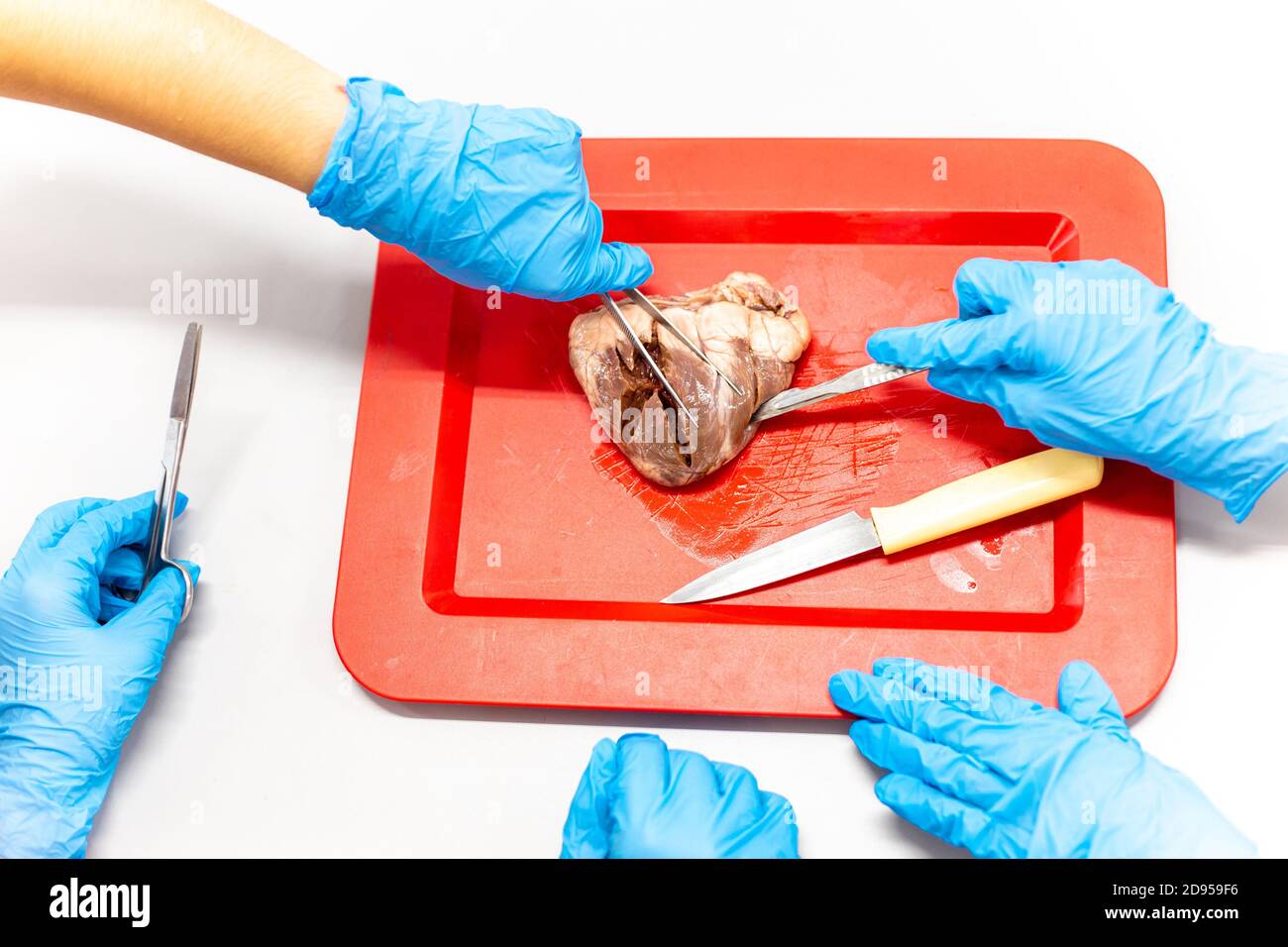 Medical students doing sheep heart dissection in the lab class Stock ...