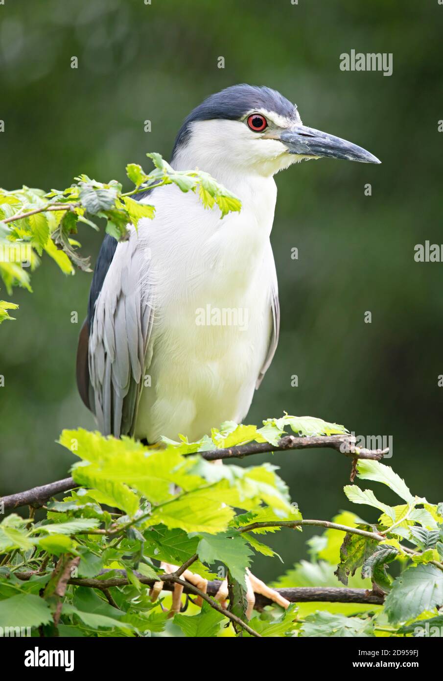 Night heron, Nycticorax nycticorax, grey water bird sitting in a tree ...