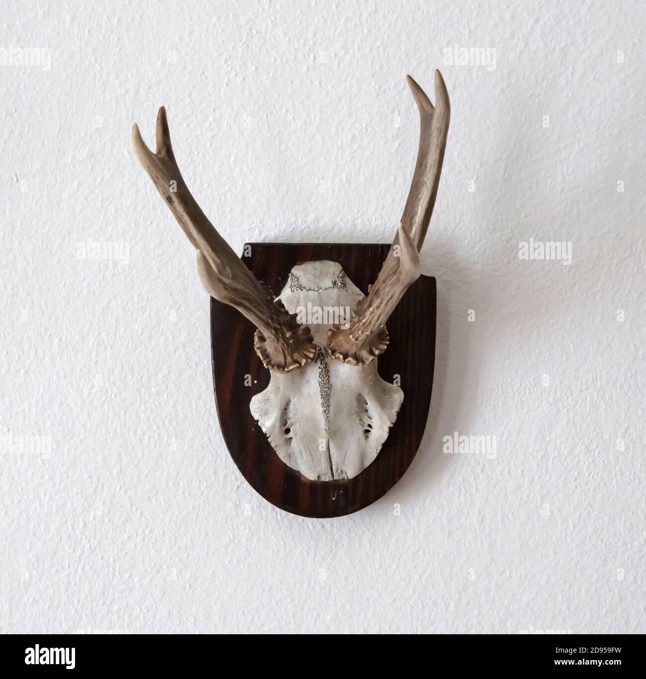 Antler as a hunting trophy, hanging on the wall Stock Photo - Alamy