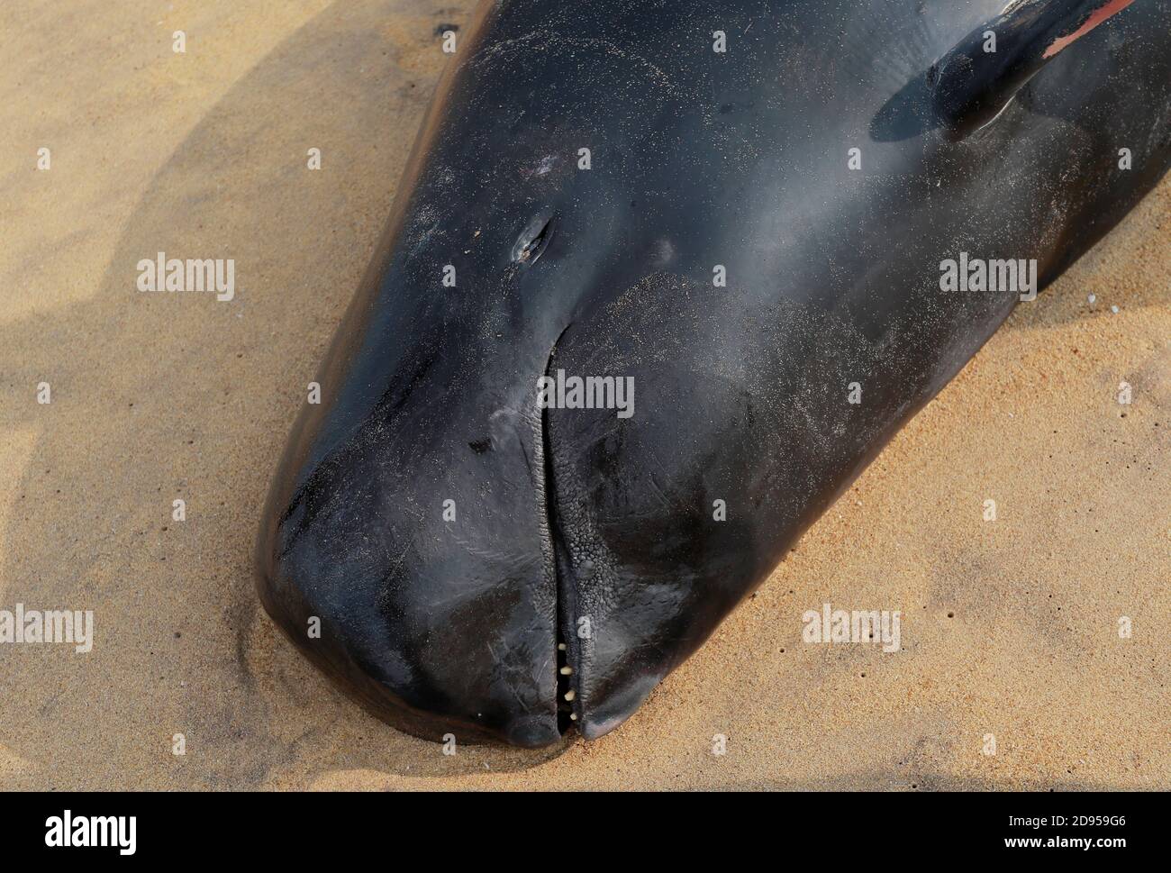 Dead pilot whales hi-res stock photography and images - Alamy