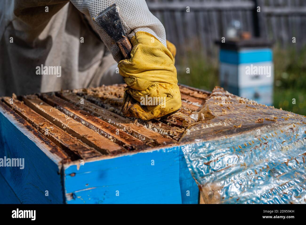 Close up shot of a beehive being opened with a metallic tool by ...