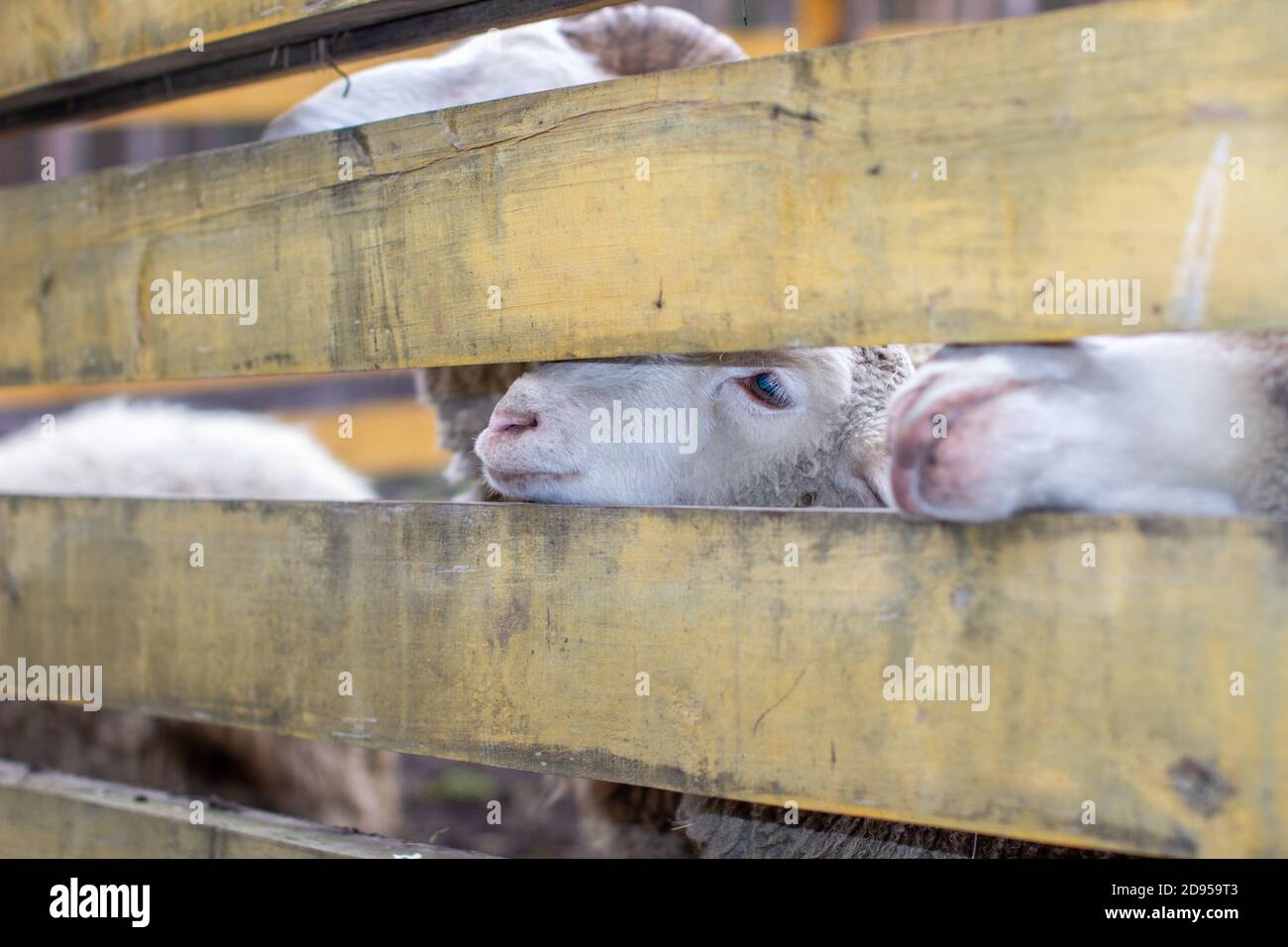 Domestic goat looking over fence hi-res stock photography and images ...