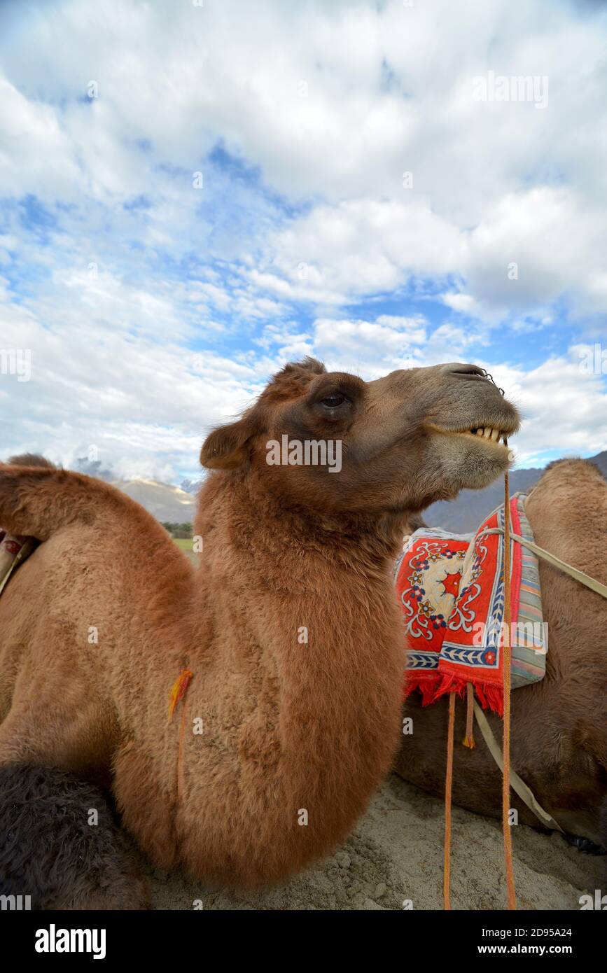 Ancient bactria hi-res stock photography and images - Alamy