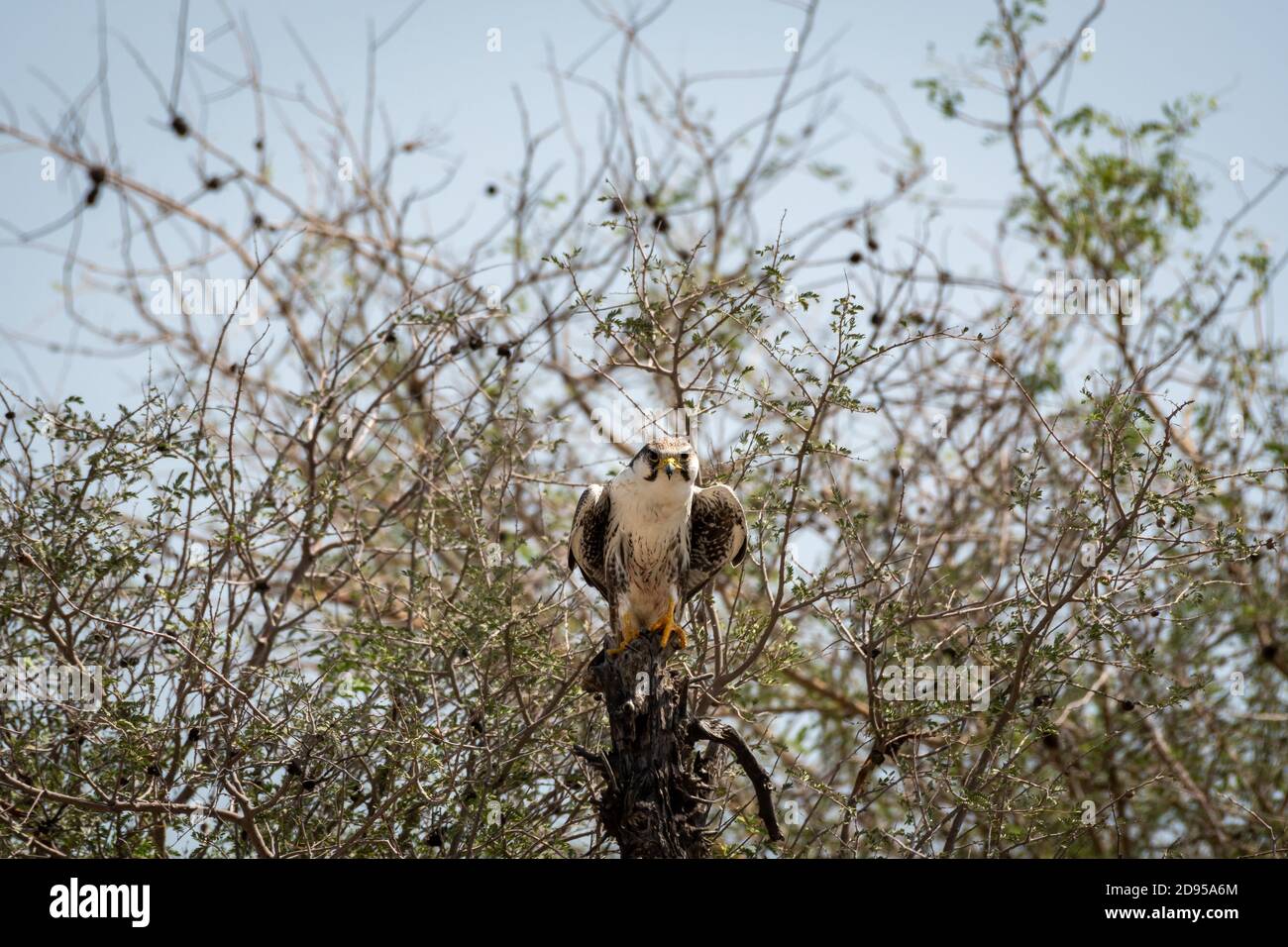 Laggar hi-res stock photography and images - Alamy