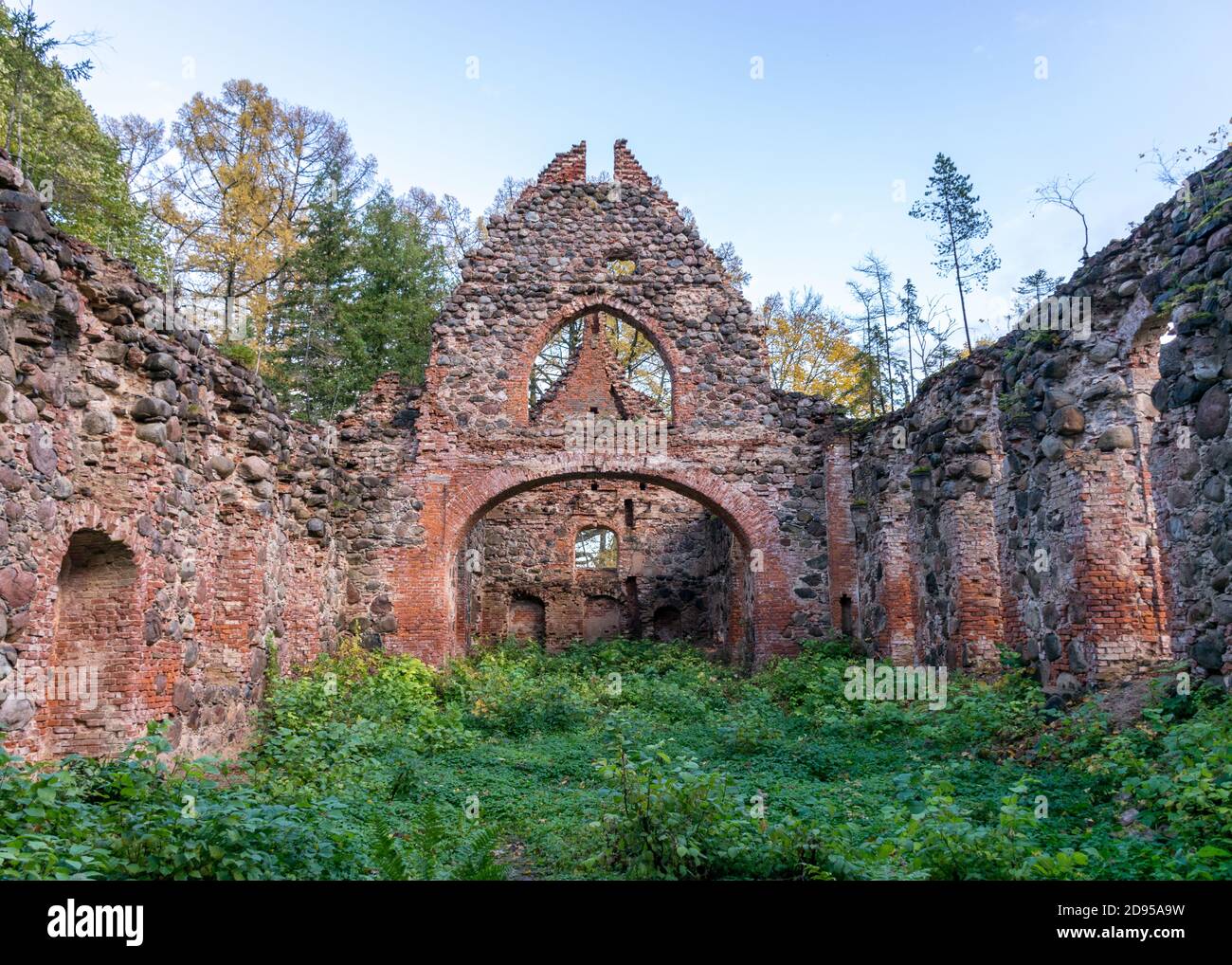 landscape with old church ruins, ruins overgrown with bushes and grass ...