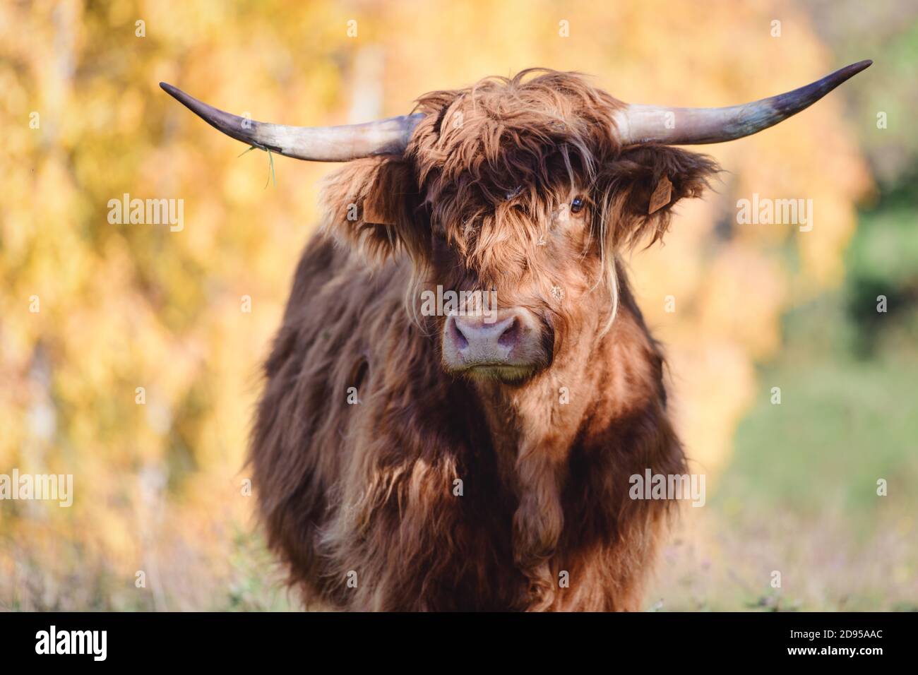 A Highlander cow originally from Scotland Stock Photo - Alamy