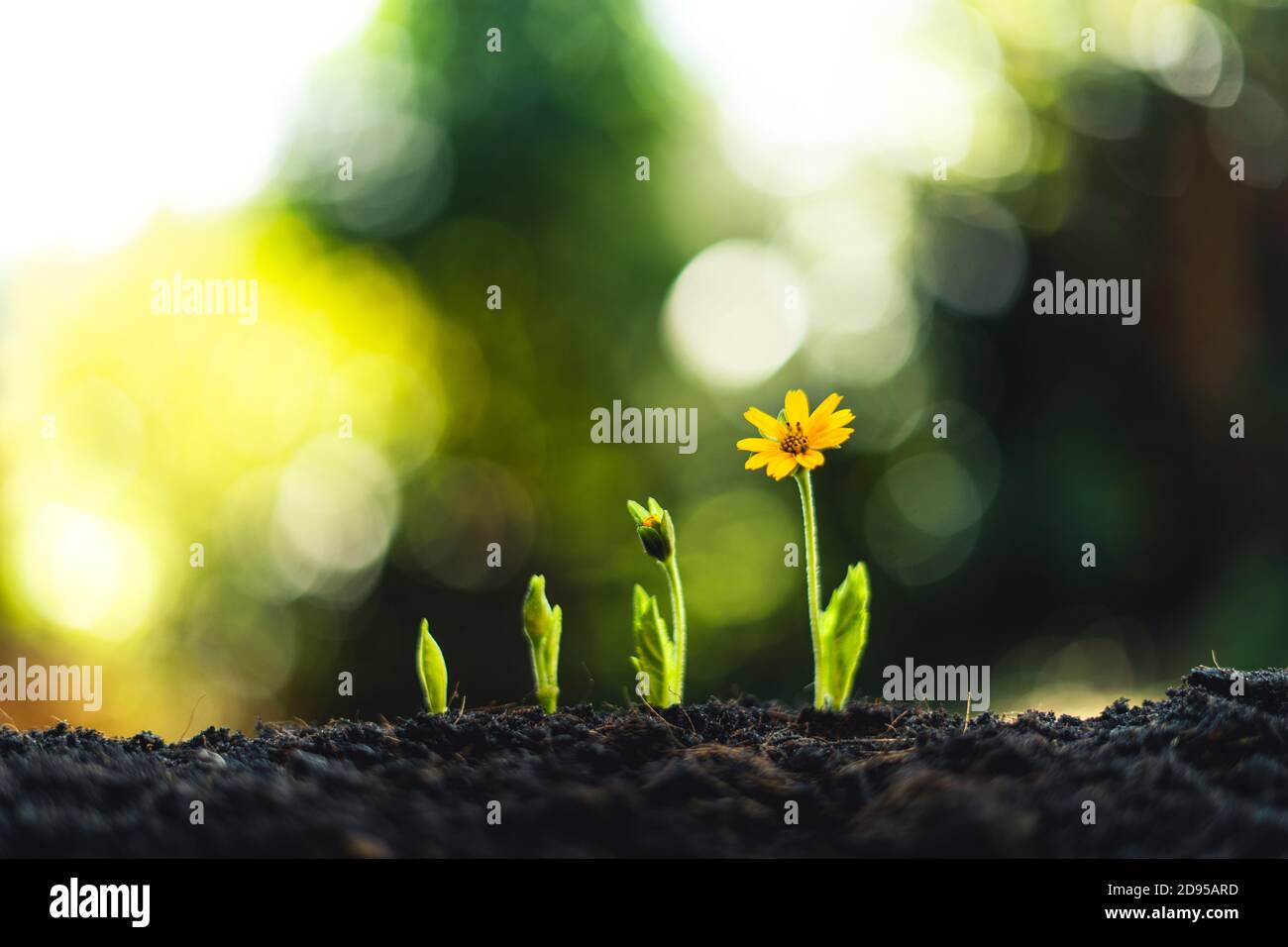 tree sapling planting sprout in soil,plant seeding growing step concept ...