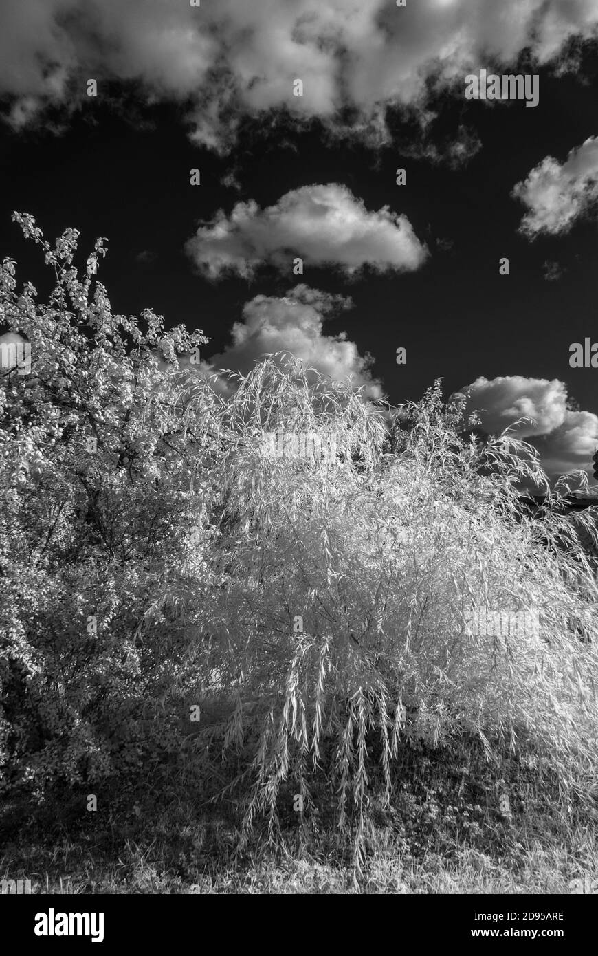 unusual surreal landscape with trees and meadows, gorgeous cumulus ...