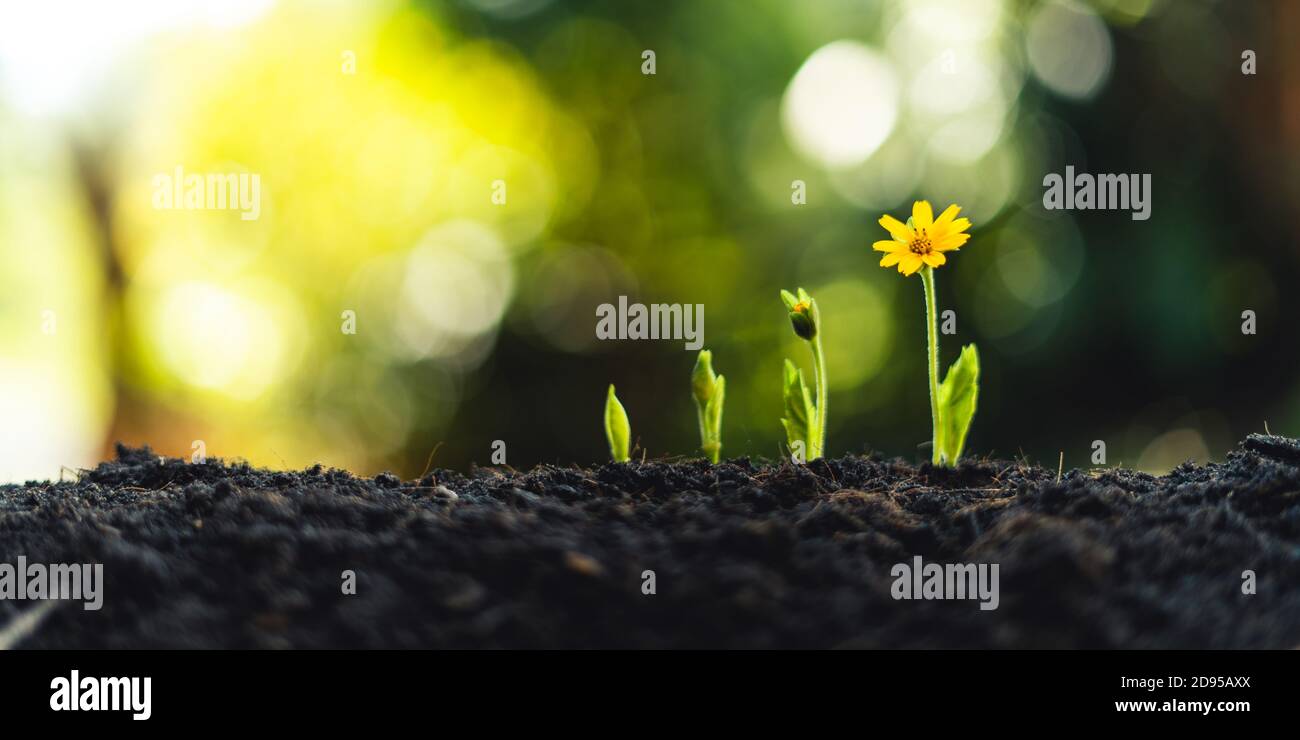 tree sapling planting sprout in soil,plant seeding growing step concept ...