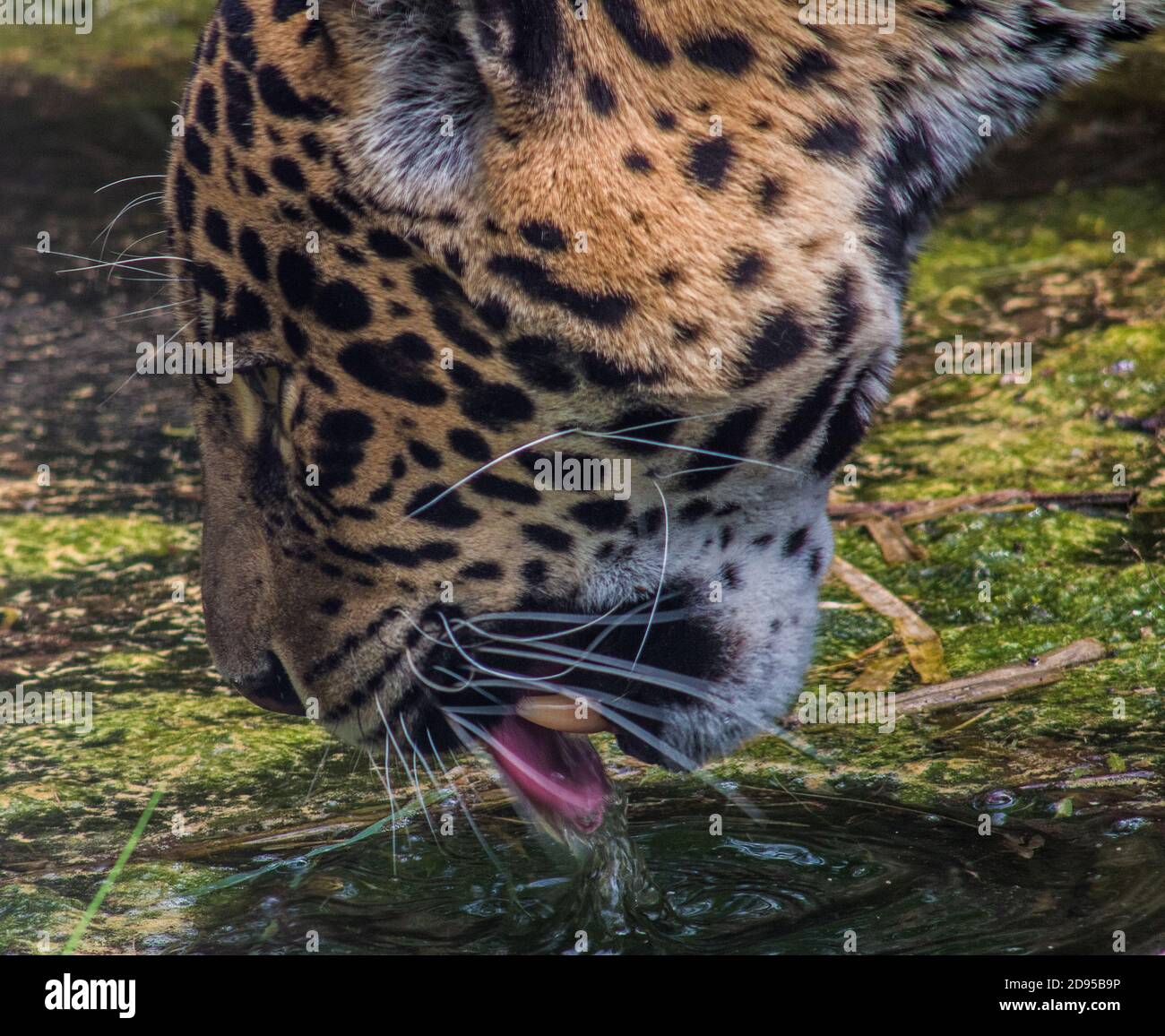 Portrait of an African leopard drinking water Stock Photo - Alamy