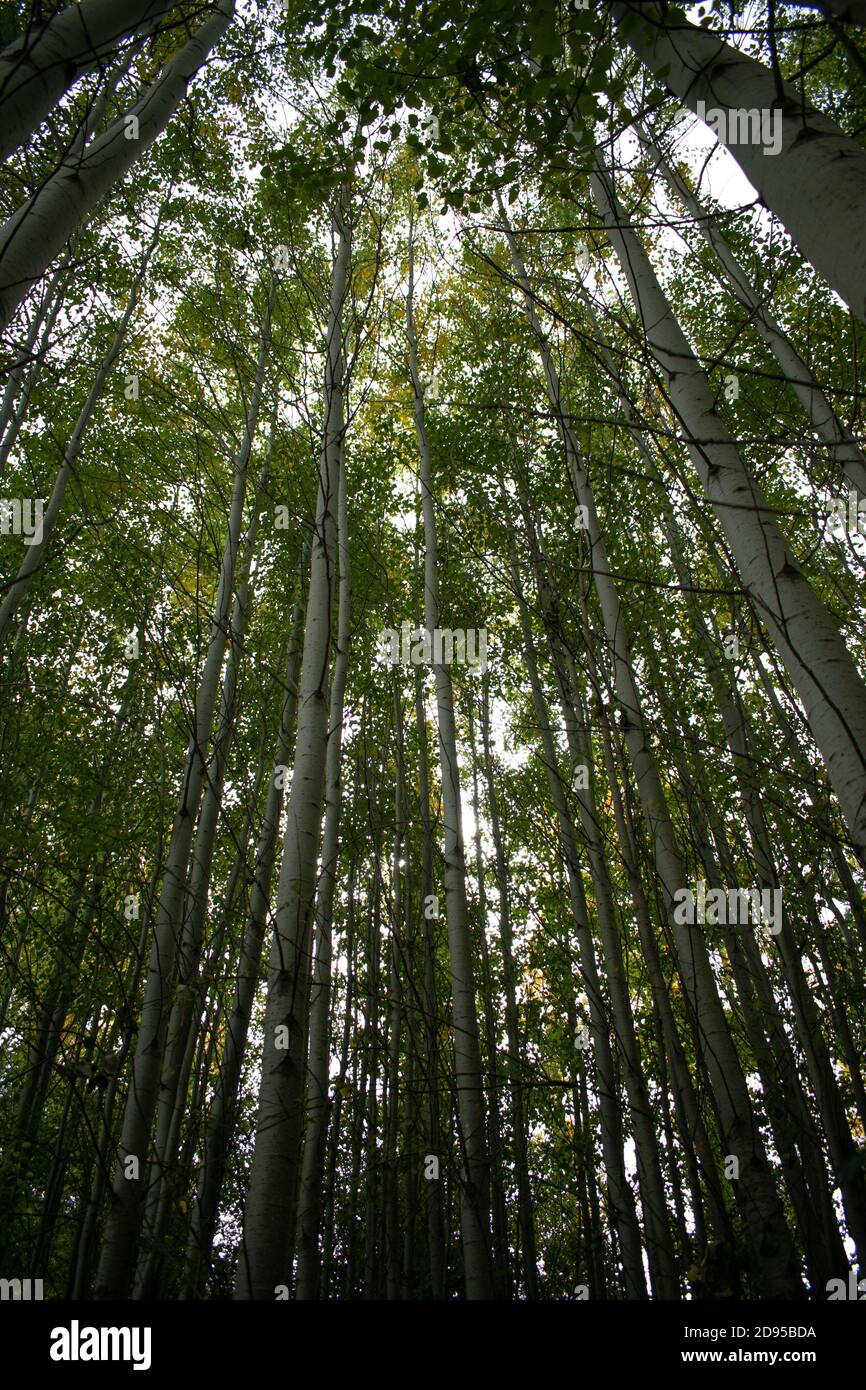 Vertical low angle shot of tall trees in a forest Stock Photo - Alamy