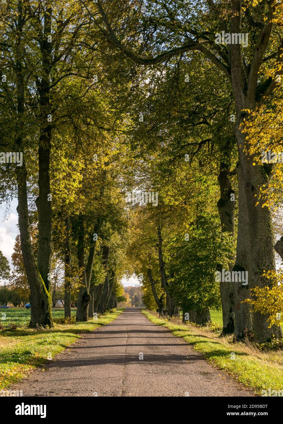 colorful landscape with tree alley, gorgeous trees by the roadside ...