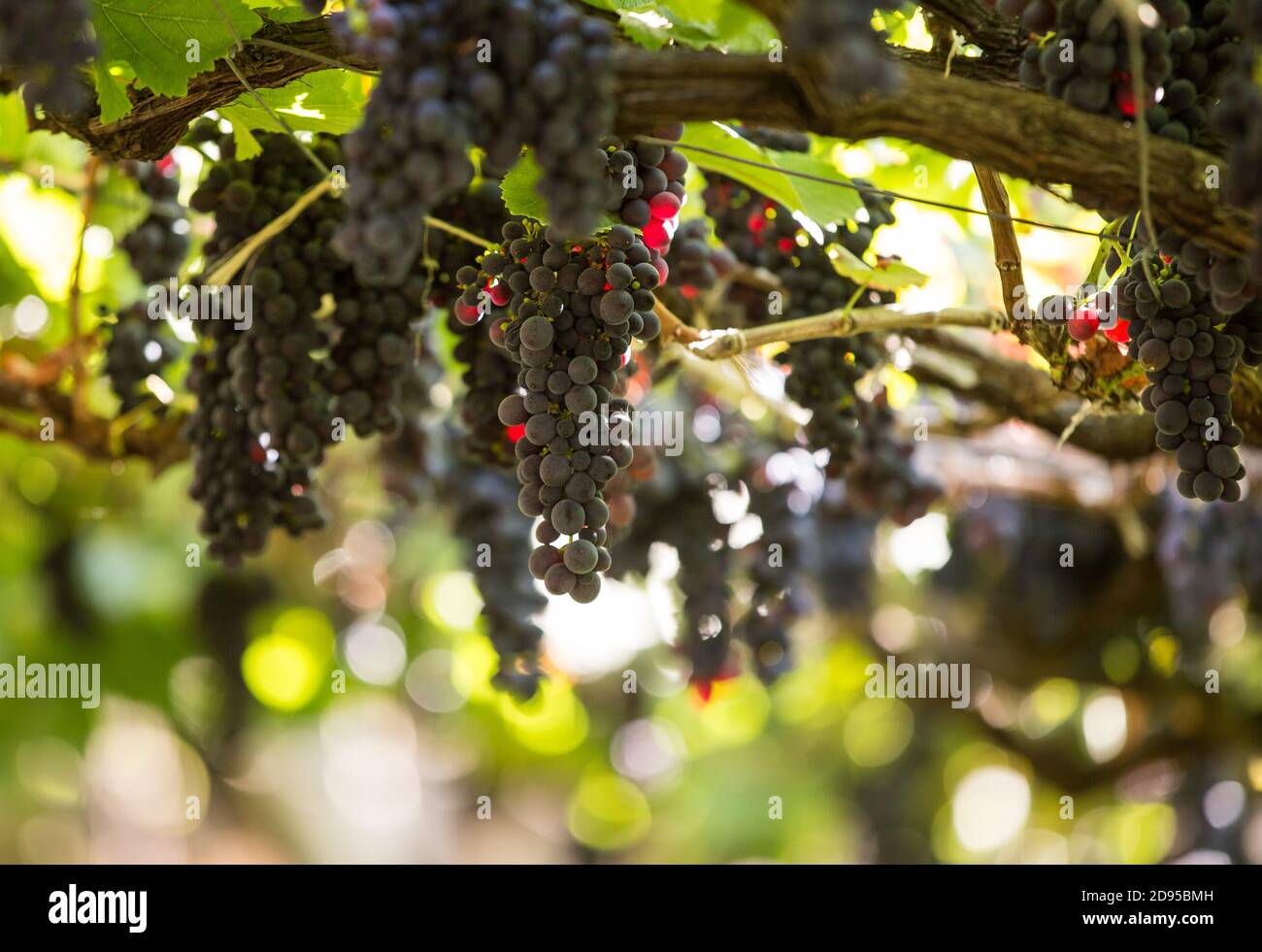 Bunches of Tinta Negra Mole grapes on pergola in Estreito de Camara de ...