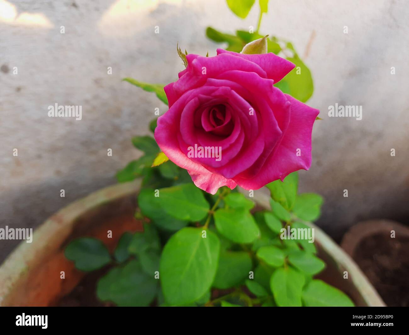 Beautiful Red Rose in Backyard Garden Stock Photo - Alamy